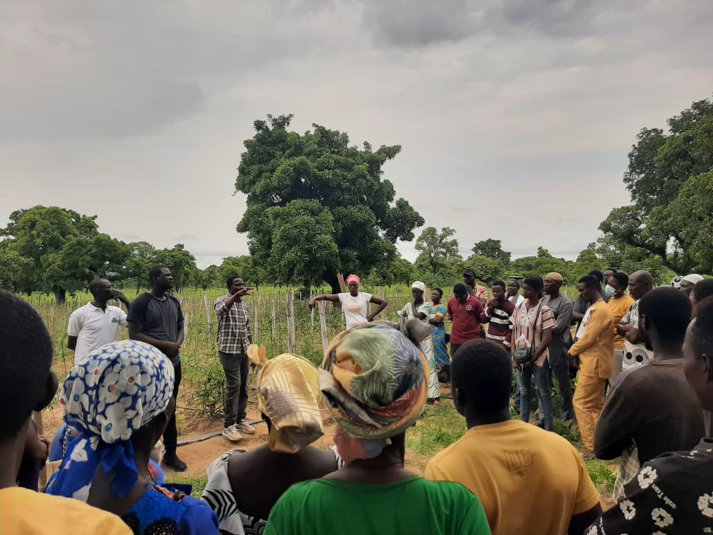 Demeter Ghana trains 100 farmers in Pwalugu and Talensi with tomato ...