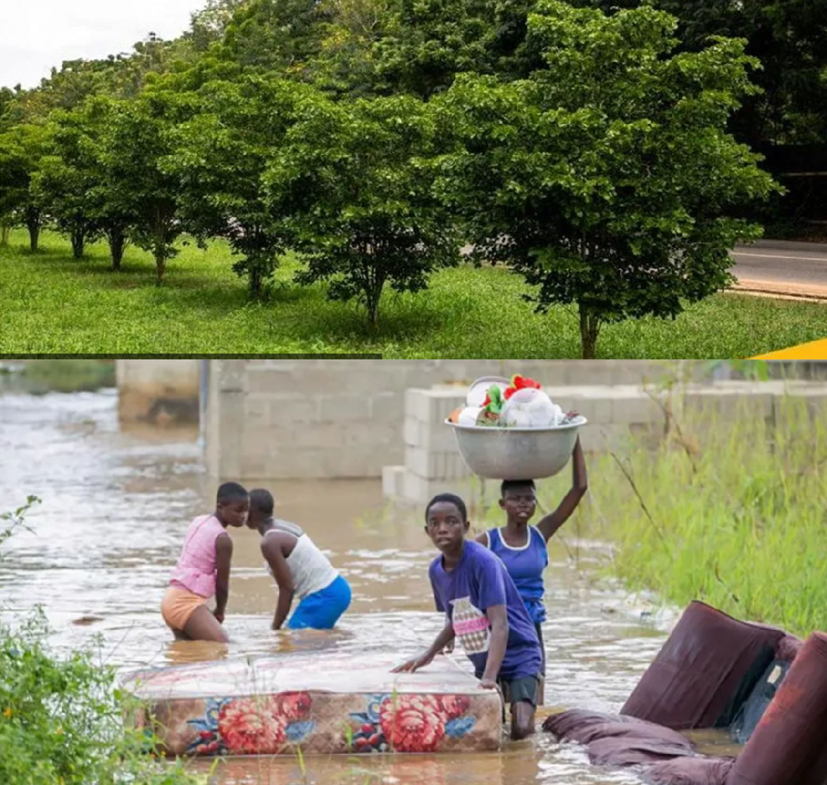 NEO ReportGH Advocates Tree Nurturing and Responsible Waste Disposal to ...