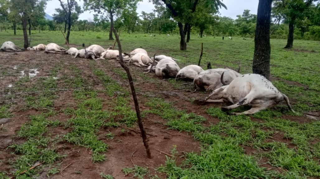 In Tatale, lightning kills more than twenty animals.