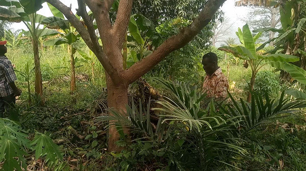 GhanaWeb Special: The realities of island farming