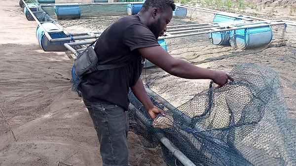 GhanaWeb Special: The fish farming story as told by the fish farmer