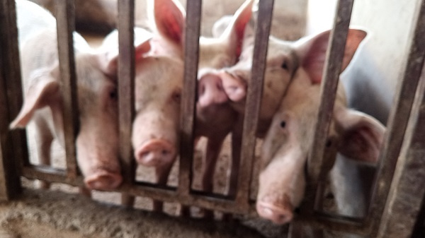 Pig farmer recommends piggery as a lucrative farming business
