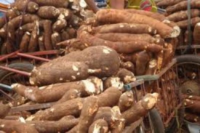 Ghana's cassava in demand for commercial and industrial use