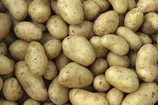 'Frafra' Potatoes could be a national crop – Research Institute