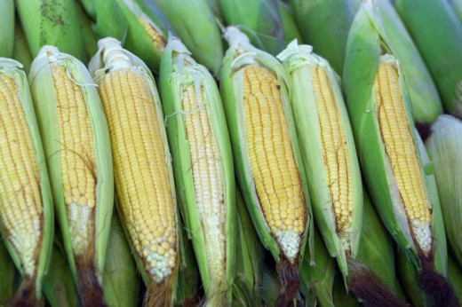 New maize variety seed increase yields