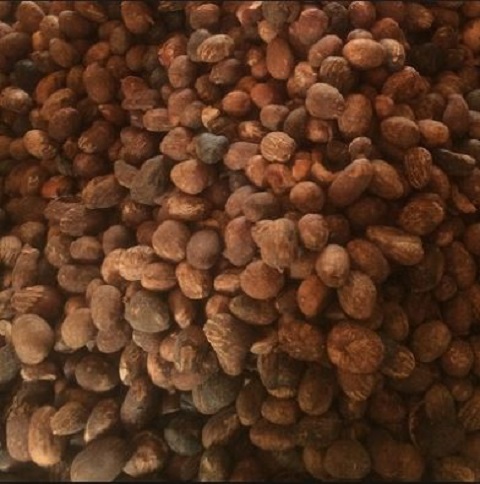 Price of shea nut goes up in Tamale